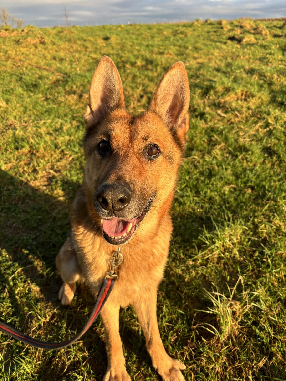 Our Dogs - Animal Rescue Cumbria