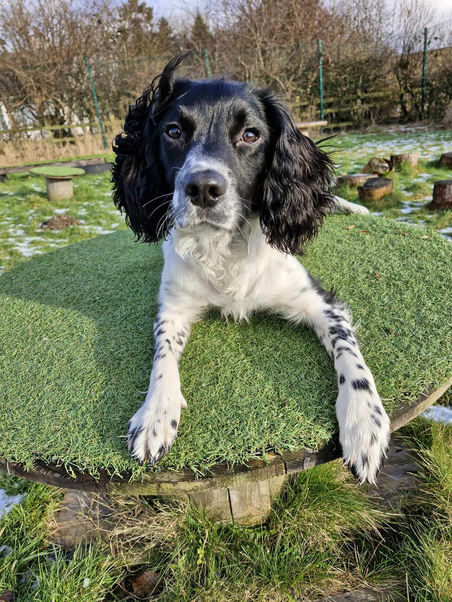 Our Dogs - Animal Rescue Cumbria