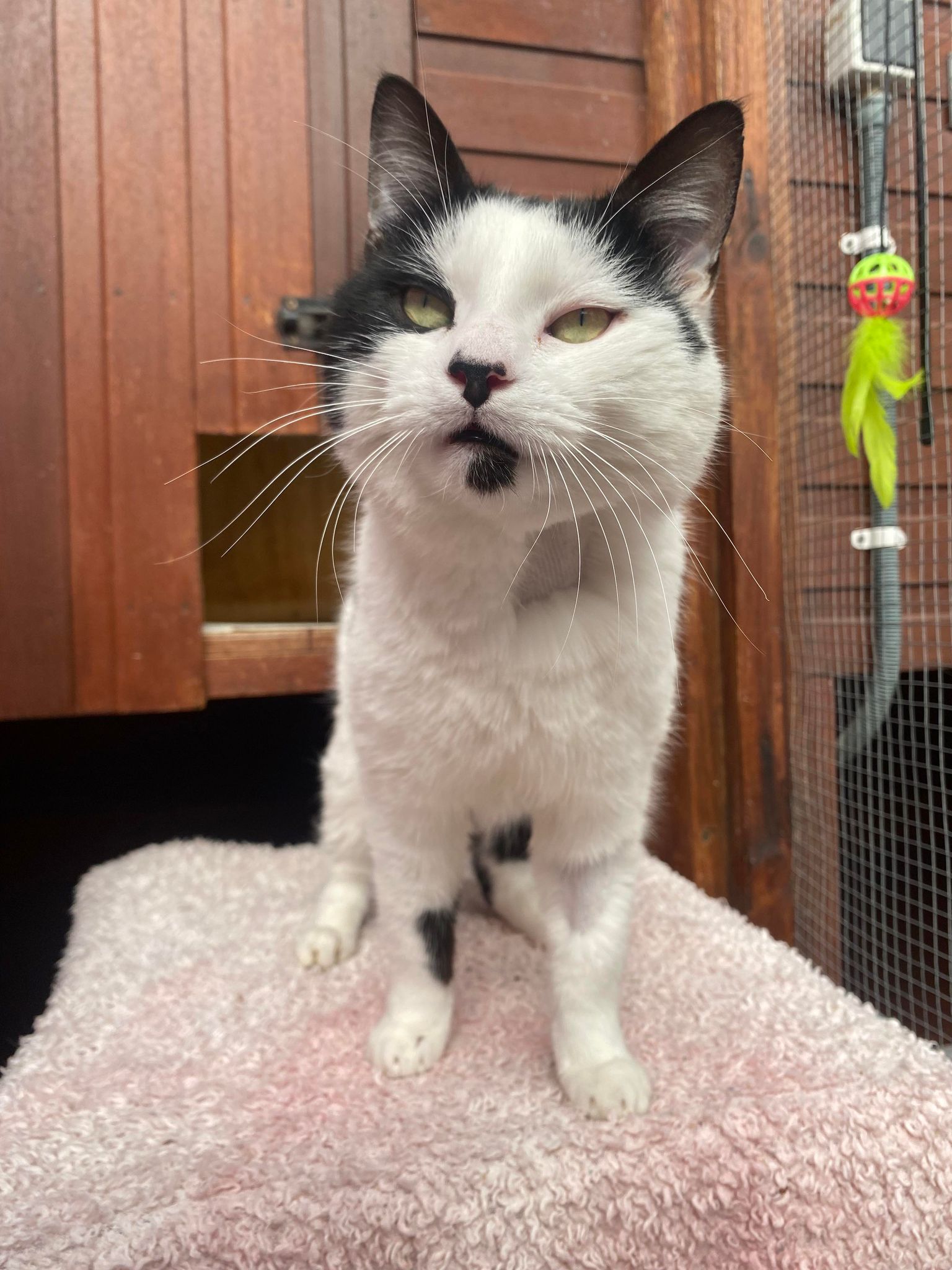 Our Cats - Animal Rescue Cumbria