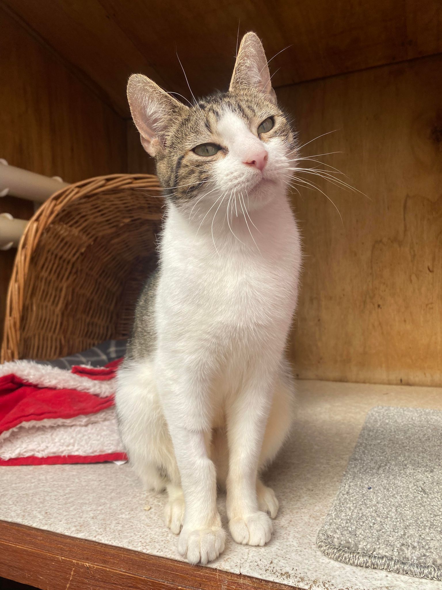 Our Cats - Animal Rescue Cumbria