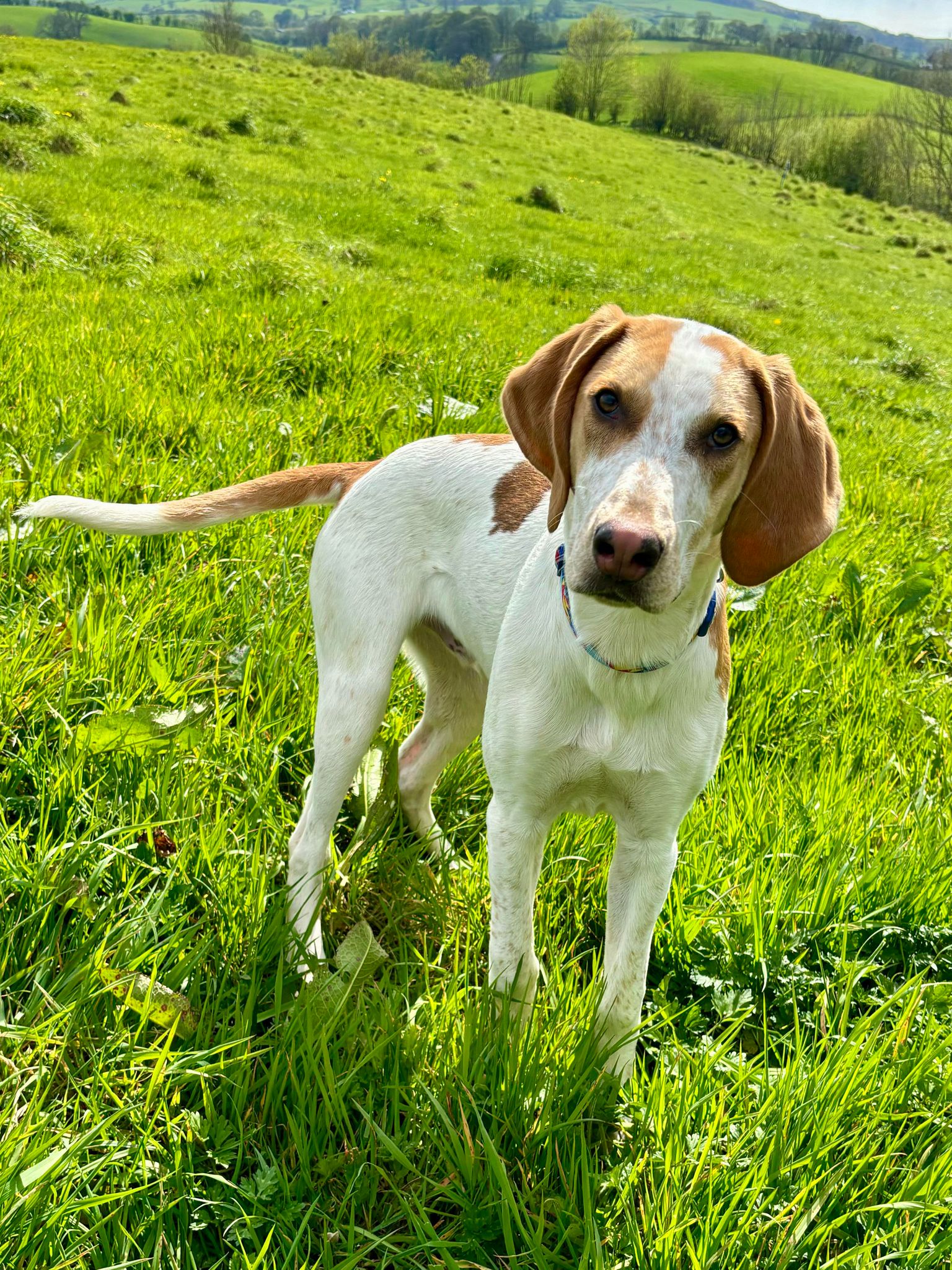 Our Dogs - Animal Rescue Cumbria