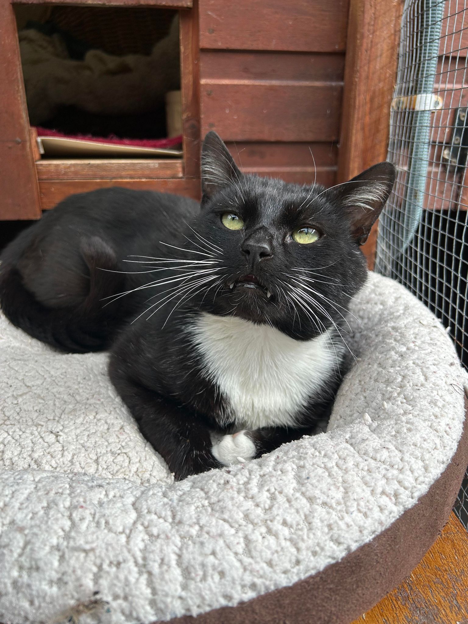 Our Cats - Animal Rescue Cumbria