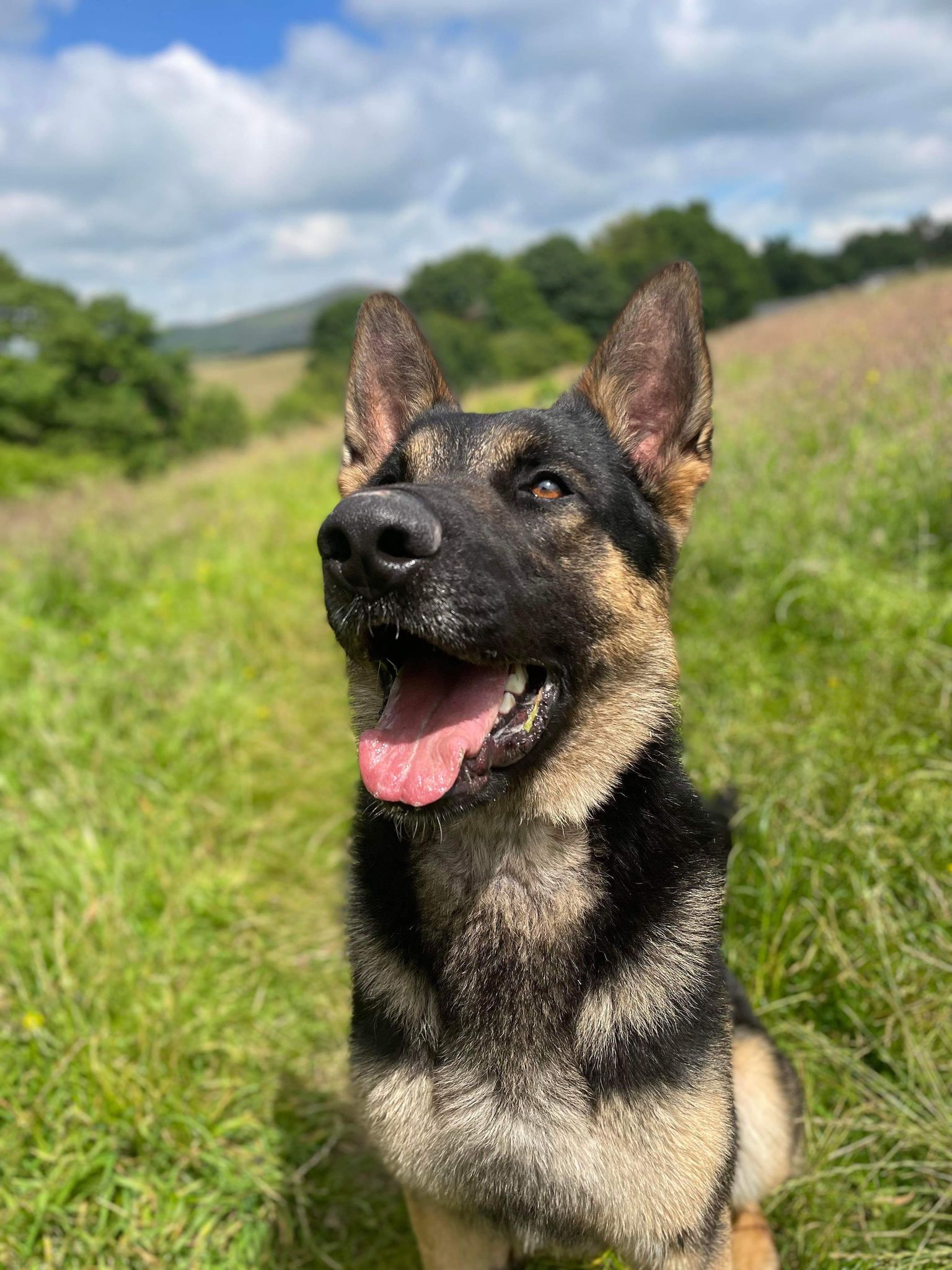 Our Dogs - Animal Rescue Cumbria