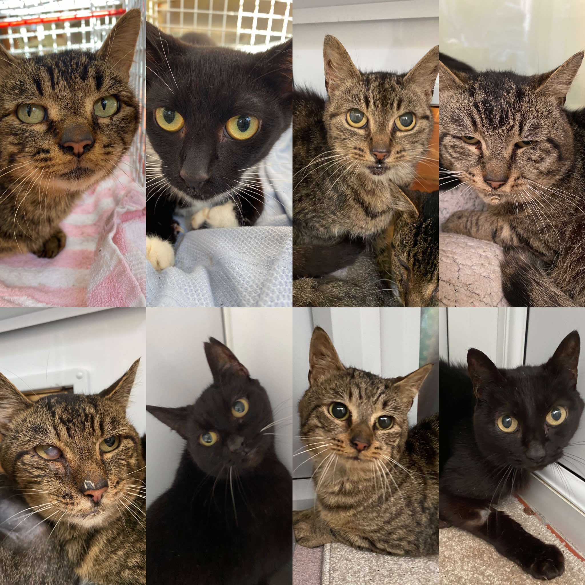 Our Cats - Animal Rescue Cumbria