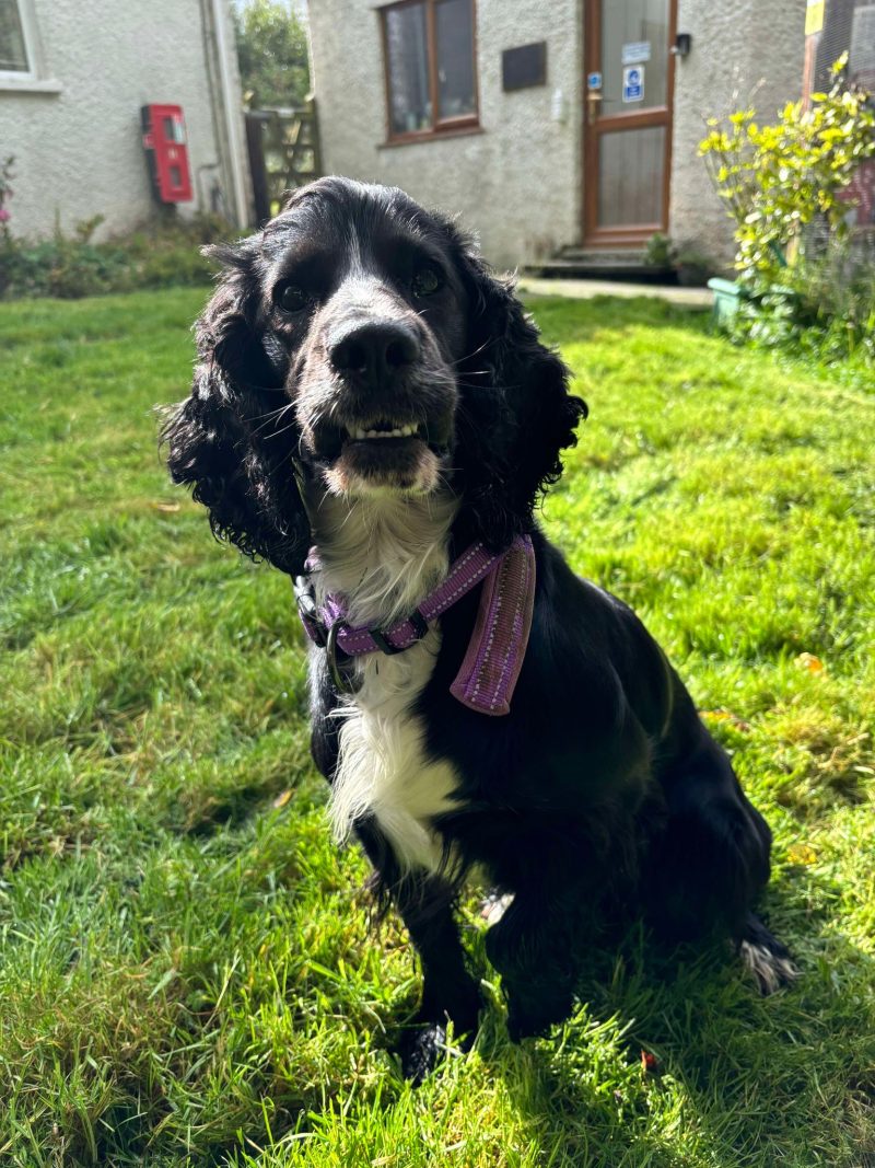 Our Dogs - Animal Rescue Cumbria