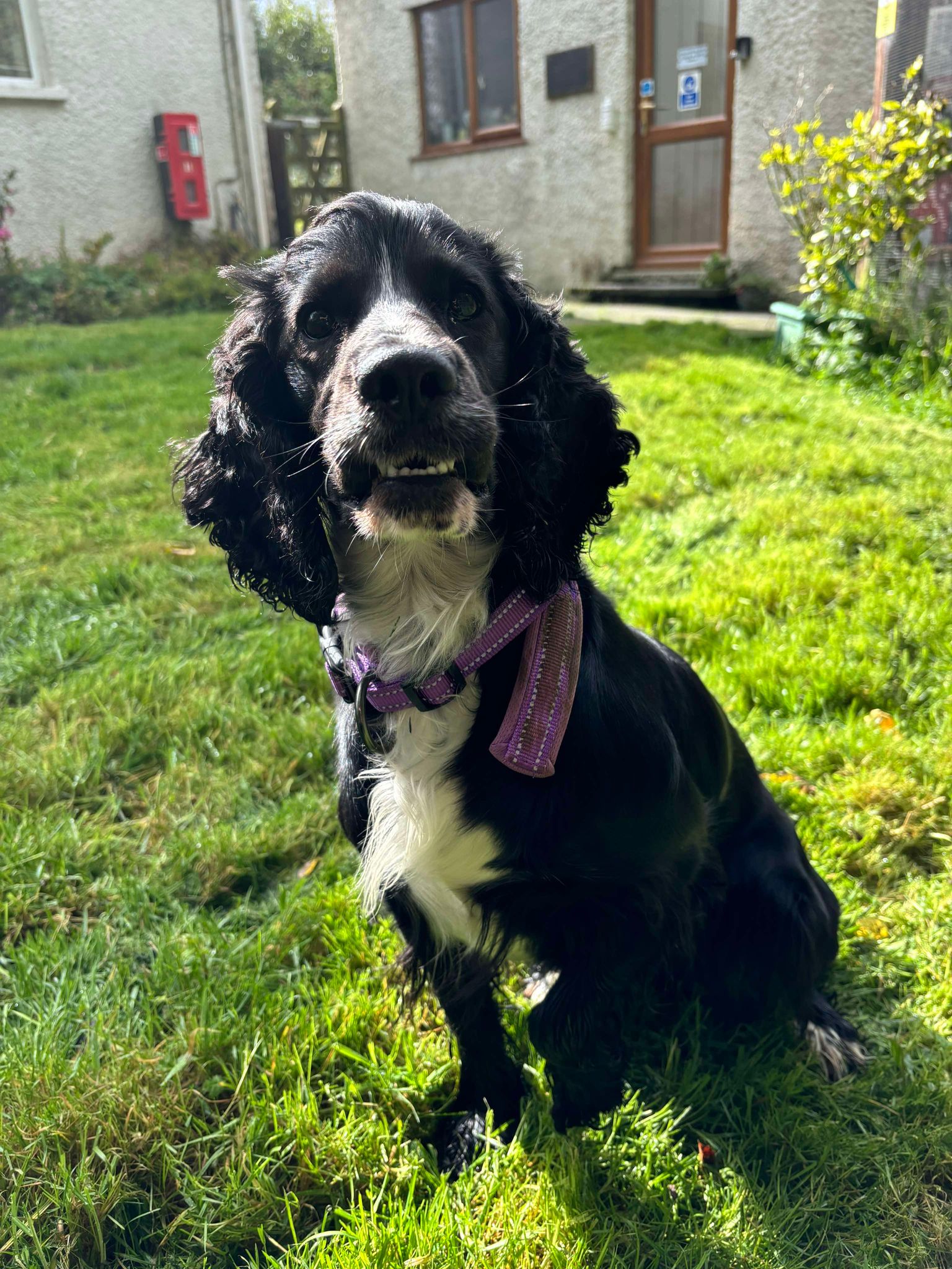 Our Dogs - Animal Rescue Cumbria