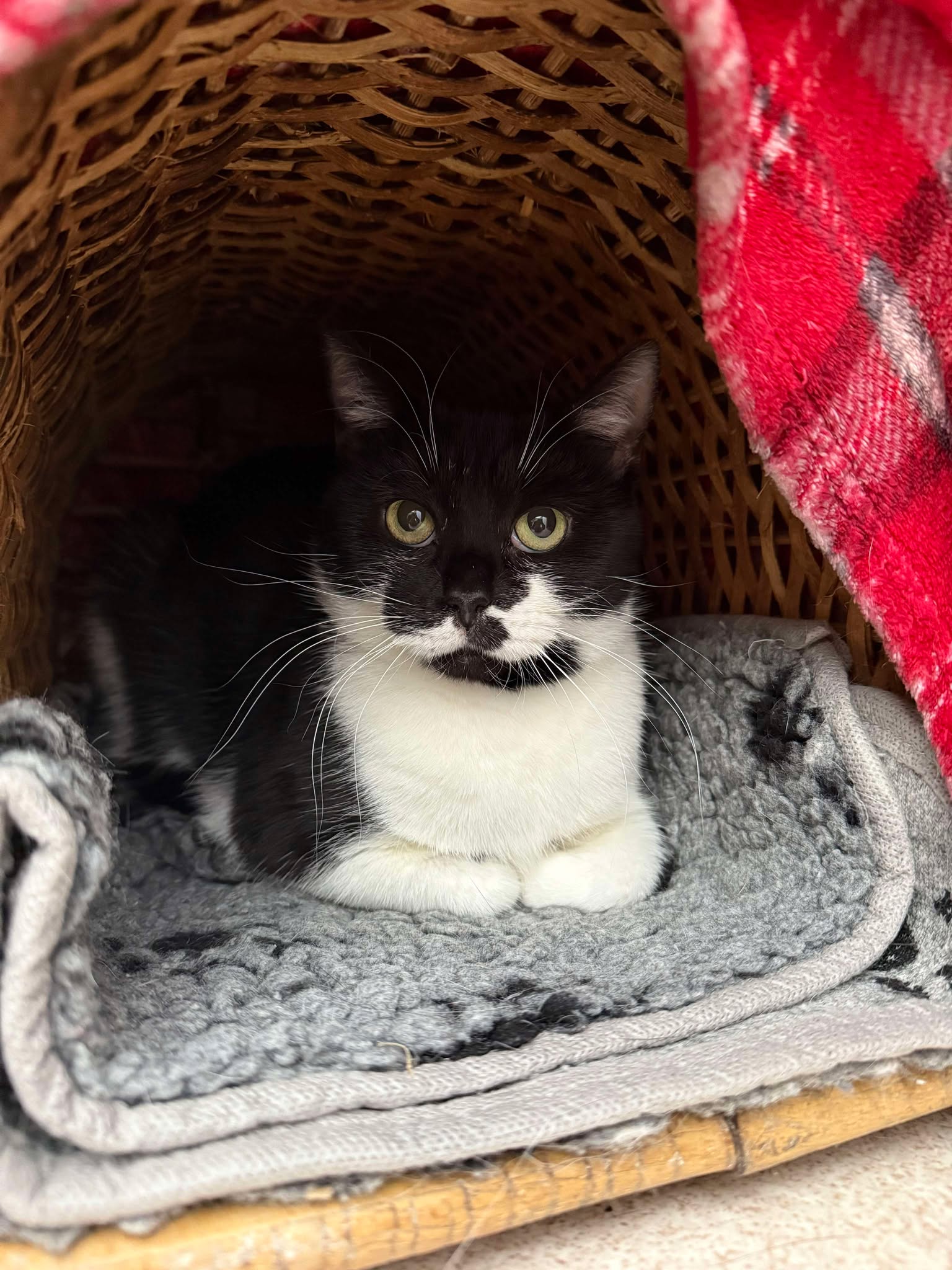 Our Cats - Animal Rescue Cumbria