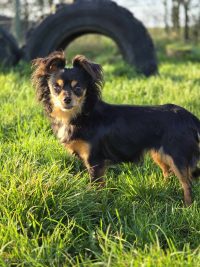 Our Dogs - Animal Rescue Cumbria