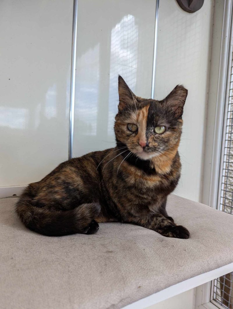 Our Cats - Animal Rescue Cumbria