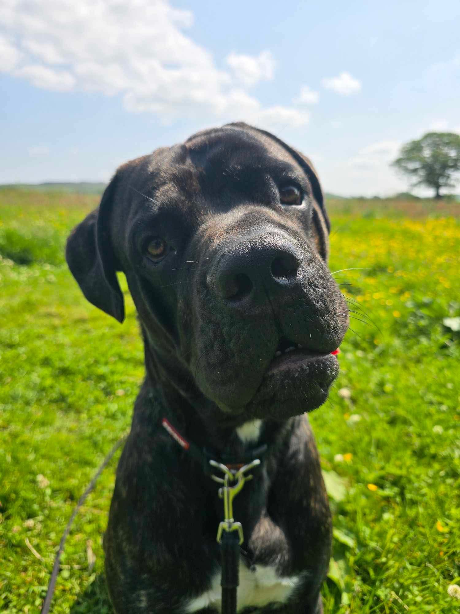BASIL - Animal Rescue Cumbria