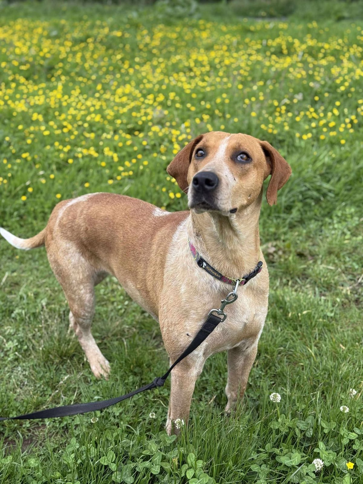 JUNO - Animal Rescue Cumbria