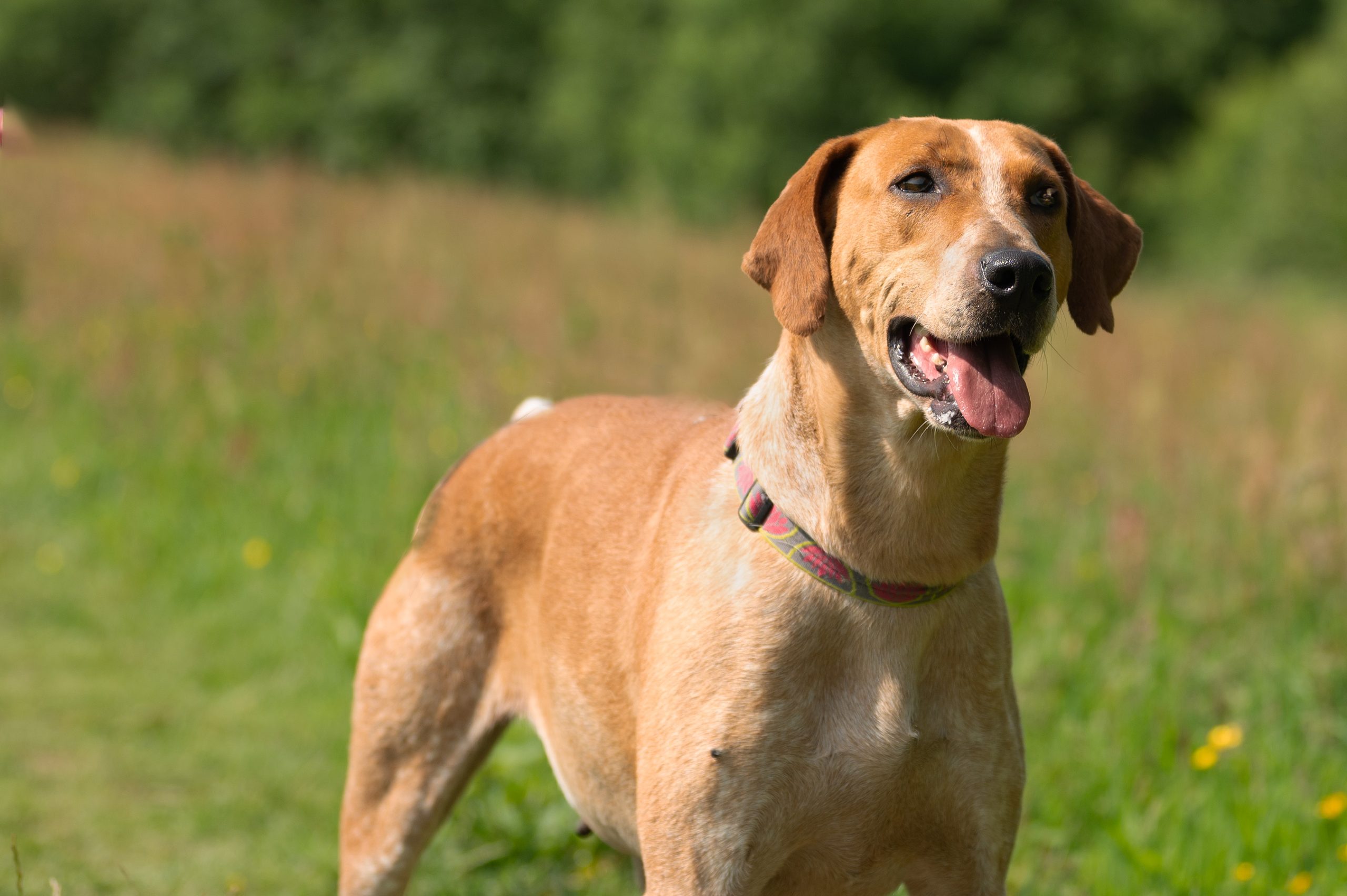 JUNO - Animal Rescue Cumbria