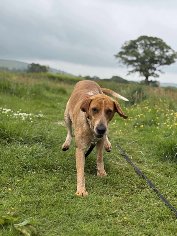 JUNO - Animal Rescue Cumbria