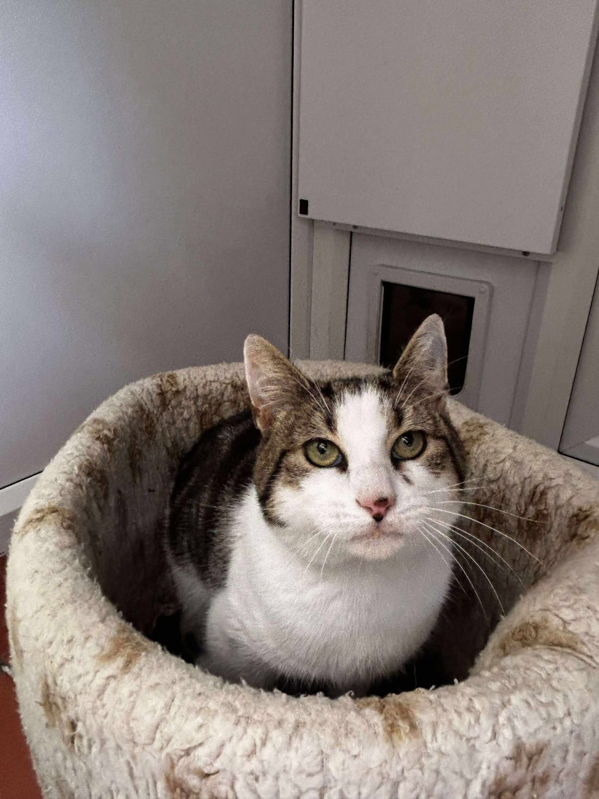 COLONEL - Animal Rescue Cumbria