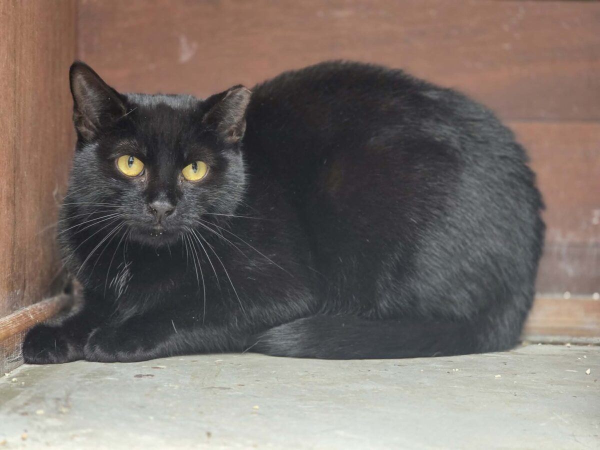 TABASCO - Animal Rescue Cumbria