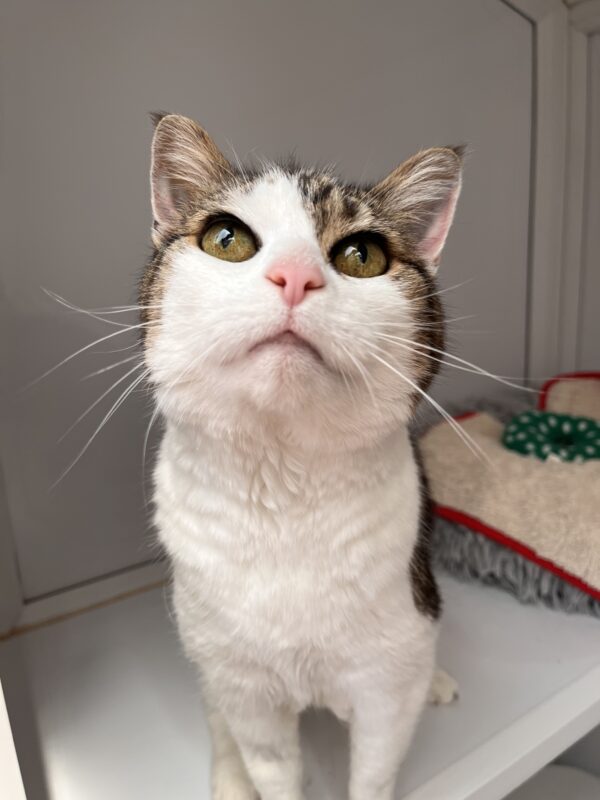 BETTY - Animal Rescue Cumbria