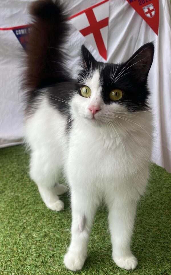 BRIOCHE - Animal Rescue Cumbria